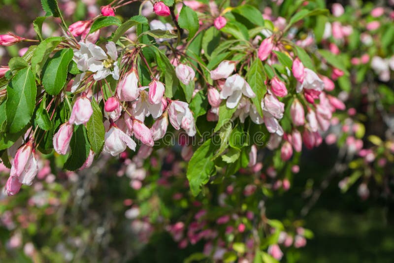 Malus Scheideckeri Pendula Flowers View Stock Photo - Image of flower ...