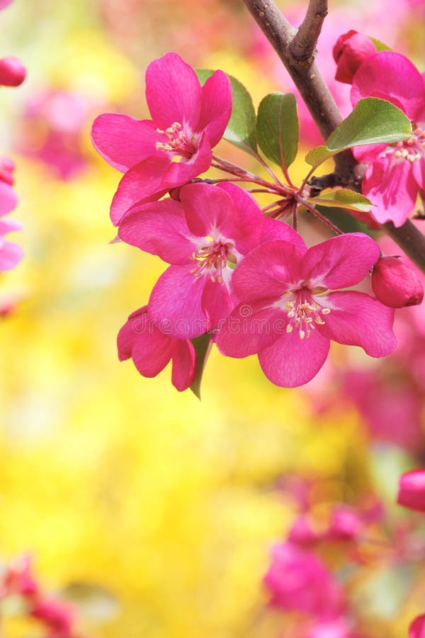 Sparkler in a plant pot stock photo. Image of background - 132027236