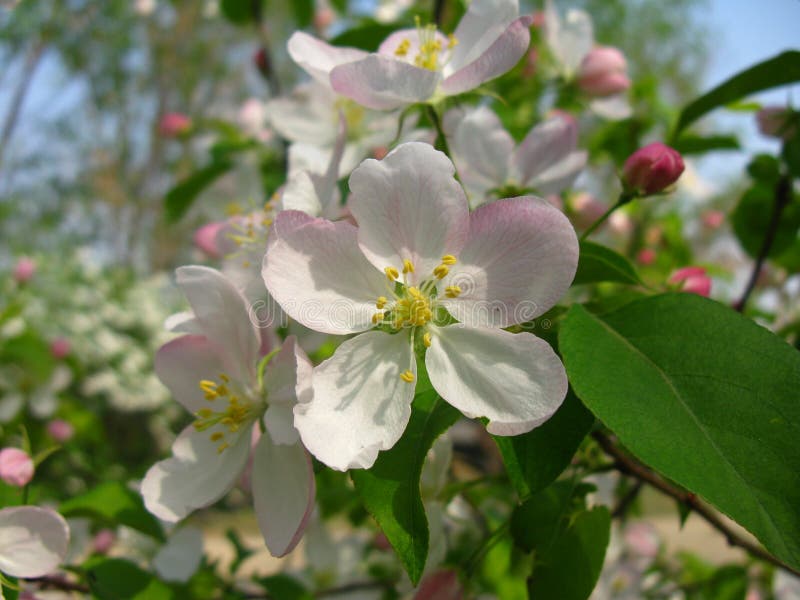 Malus spectabilis flower stock photo. Image of pink, bloom - 39572988