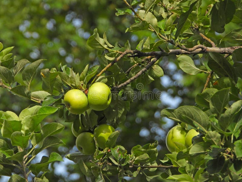 The Fruits of Malus Sylvestris Stock Image - Image of fruits, maximum ...