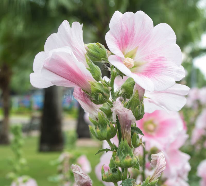 Malva photo stock. Image du nature, mauves, fleur, rose - 40788140