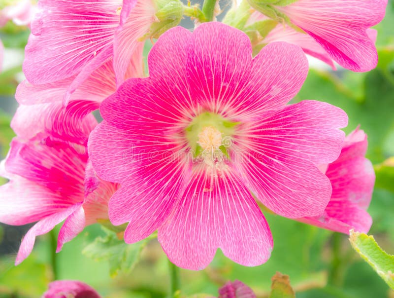 Malva fotografia stock. Immagine di fioritura, pianta - 40788170