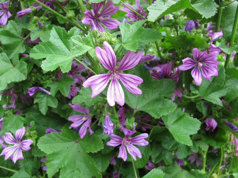 Malva Comum, Sylvestris Do Malva Imagem de Stock - Imagem de flores ...