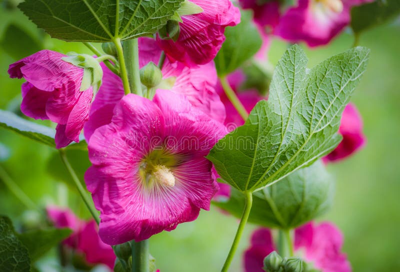 Malva Cor-de-rosa Brilhante No Jardim Foto de Stock - Imagem de planta ...