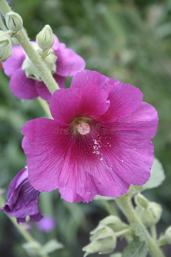 Malva cor-de-rosa escura imagem de stock. Imagem de vertical - 95550295