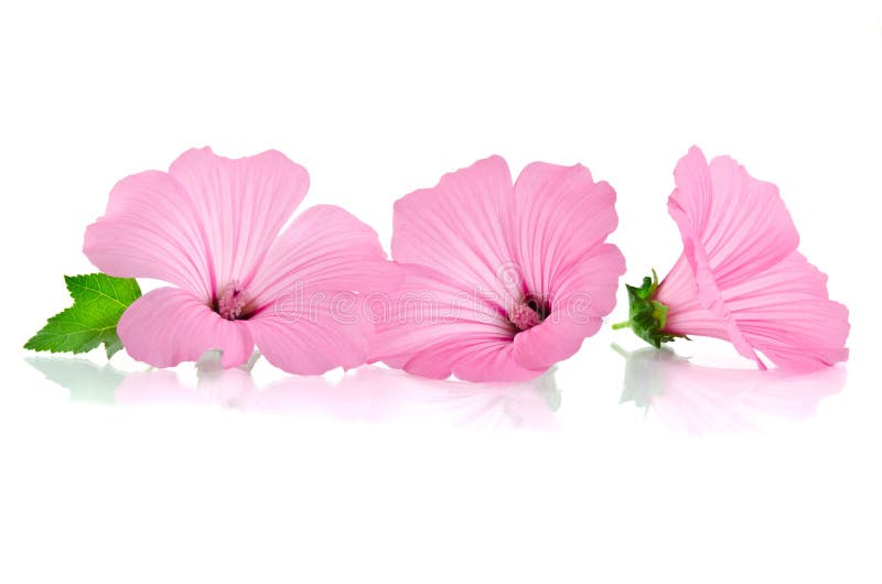 Malva cor-de-rosa. Malvas imagem de stock. Imagem de erva - 32908639