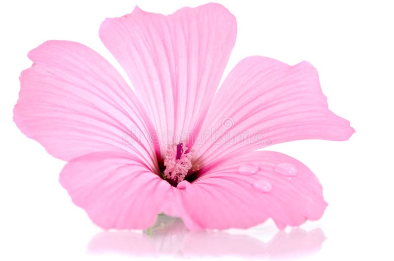 Malva cor-de-rosa. Malvas foto de stock. Imagem de florescência - 38187128