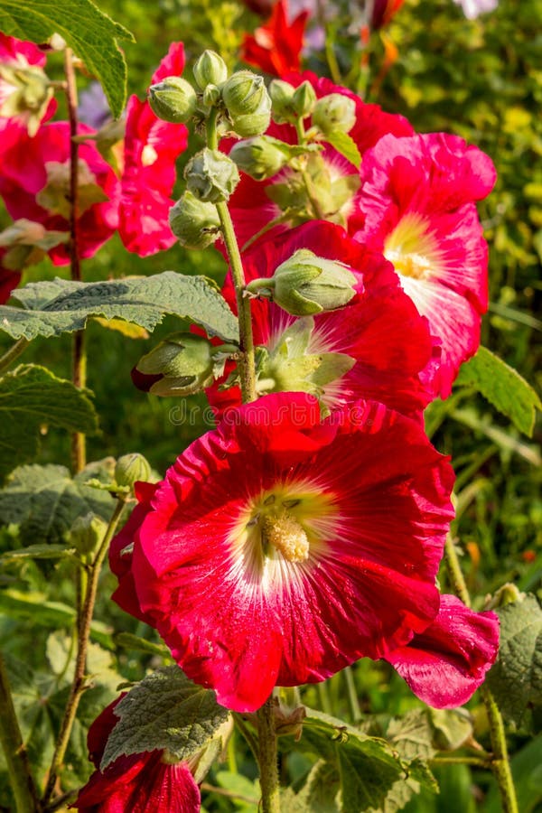 Malva Cor-de-rosa Um Ramo Da Malva Cor-de-rosa Foto de Stock - Imagem ...