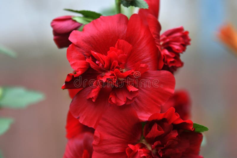 Malva flower double red stock image. Image of closeup - 95933767