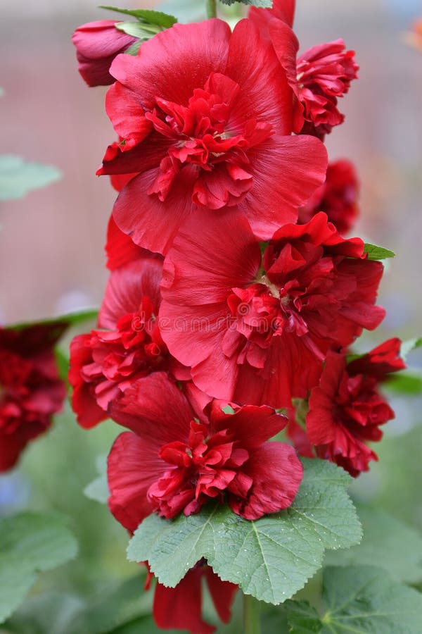 Malva flower red color stock photo. Image of botany, petals - 73900056