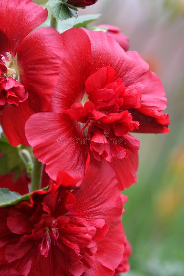Malva flower double red stock photo. Image of colorful - 95933968