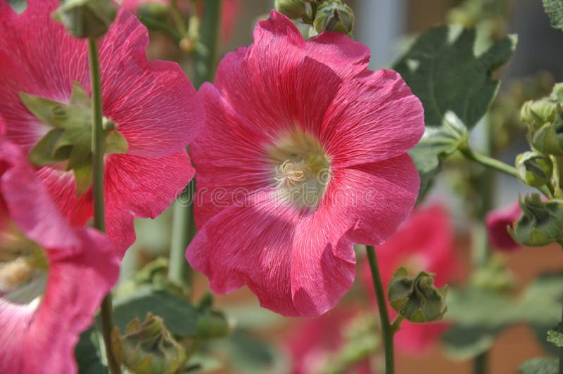 Malva Flower Pink color stock photo. Image of pink, season - 89176056