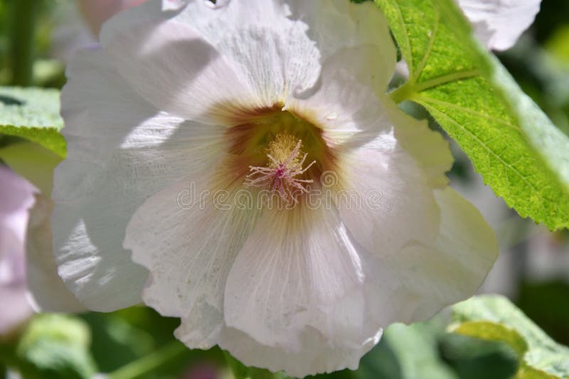 Malva flower white color stock image. Image of gardening - 96135477