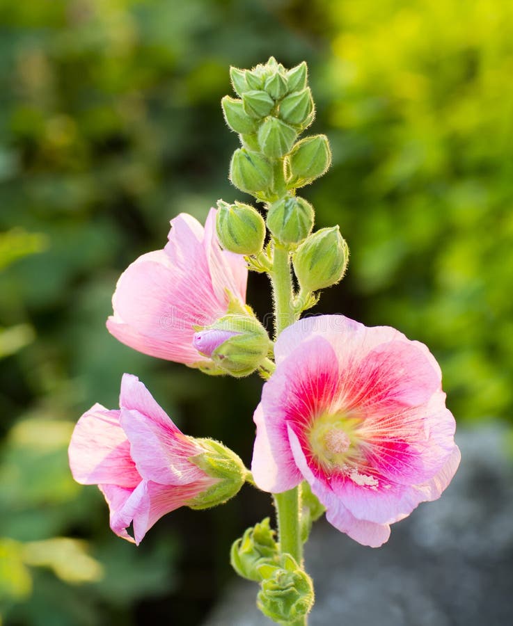 Malva flowers stock photo. Image of botany, raindrop - 33510646