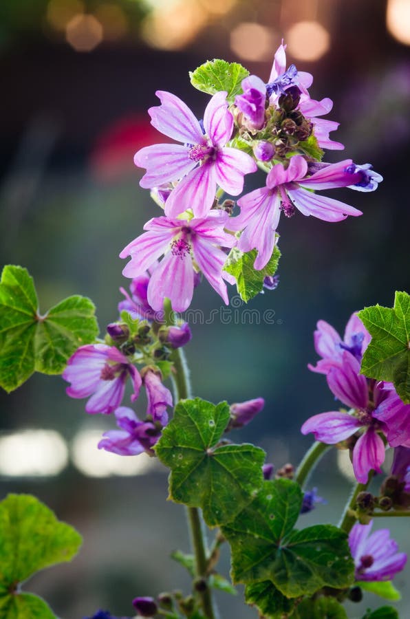 Malva flower stock photo. Image of beauty, botany, botanical - 46998320