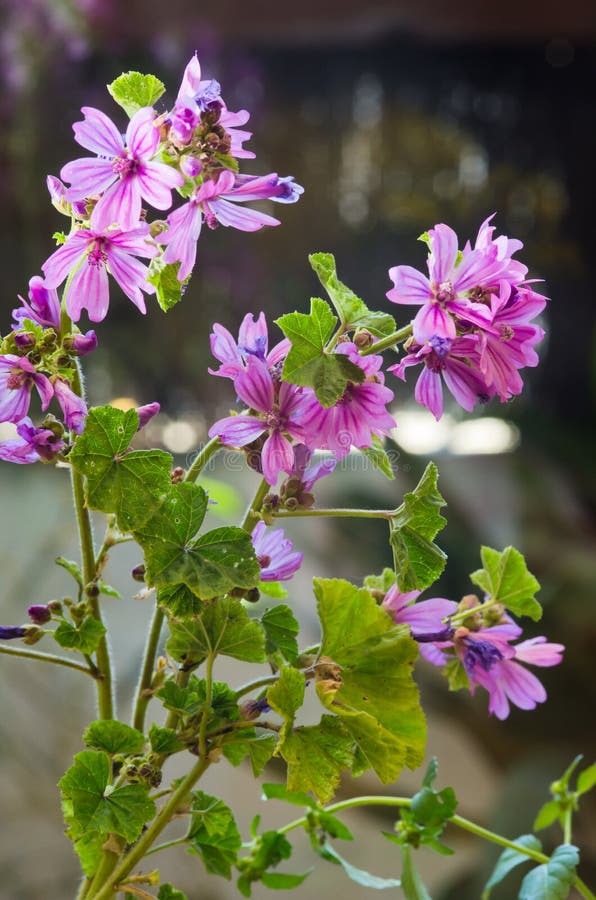 Malva flower stock photo. Image of beauty, botany, botanical - 46998320