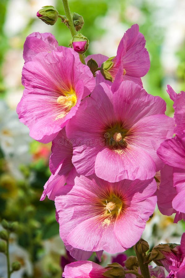 Malva stock image. Image of hollyhock, color, mallow - 122810869