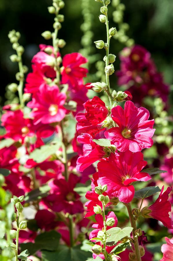 Malva stock photo. Image of malva, detail, blossom, nature - 122811116