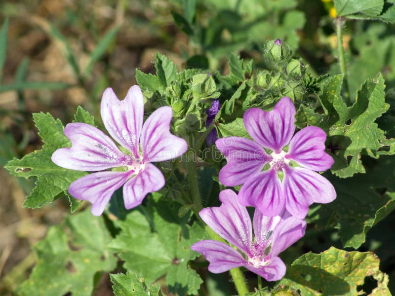 Malva Neglecta & X28;Malva Neglecta& X29;. Stock Image - Image of bloom ...