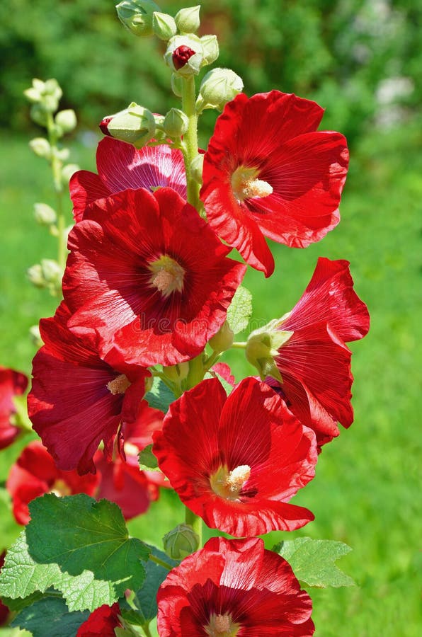 Malva Roja Floreciente Contra La Hierba Verde Foto de archivo - Imagen ...