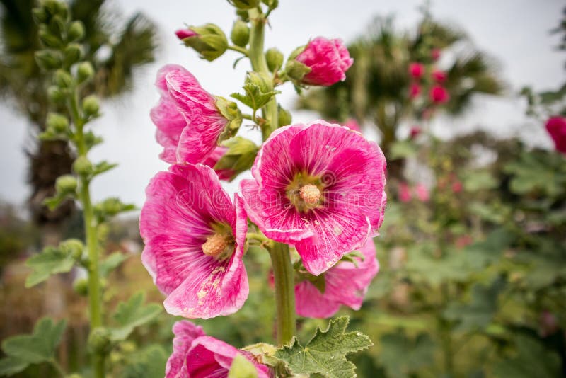 Flor De Uma Malva Rosa Ou De Uma Malva Vermelha. Foto de Stock - Imagem ...