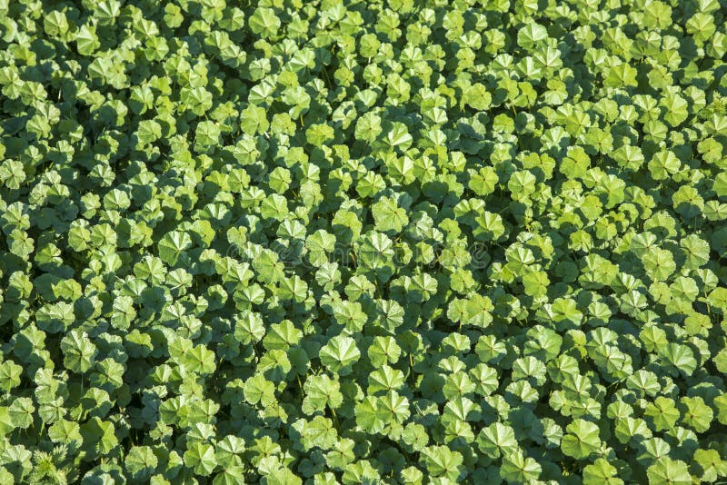 Malva Sylvestris. Common Mallow - Malva Sylvestris Plant Stock Photo ...