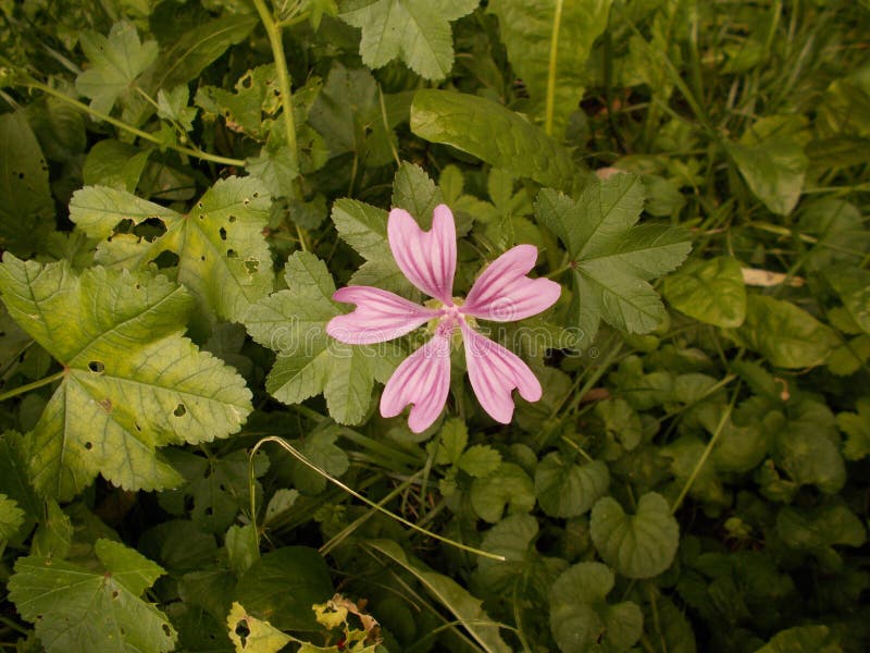 Mallow flower stock photo. Image of natural, pink, flower - 122425782