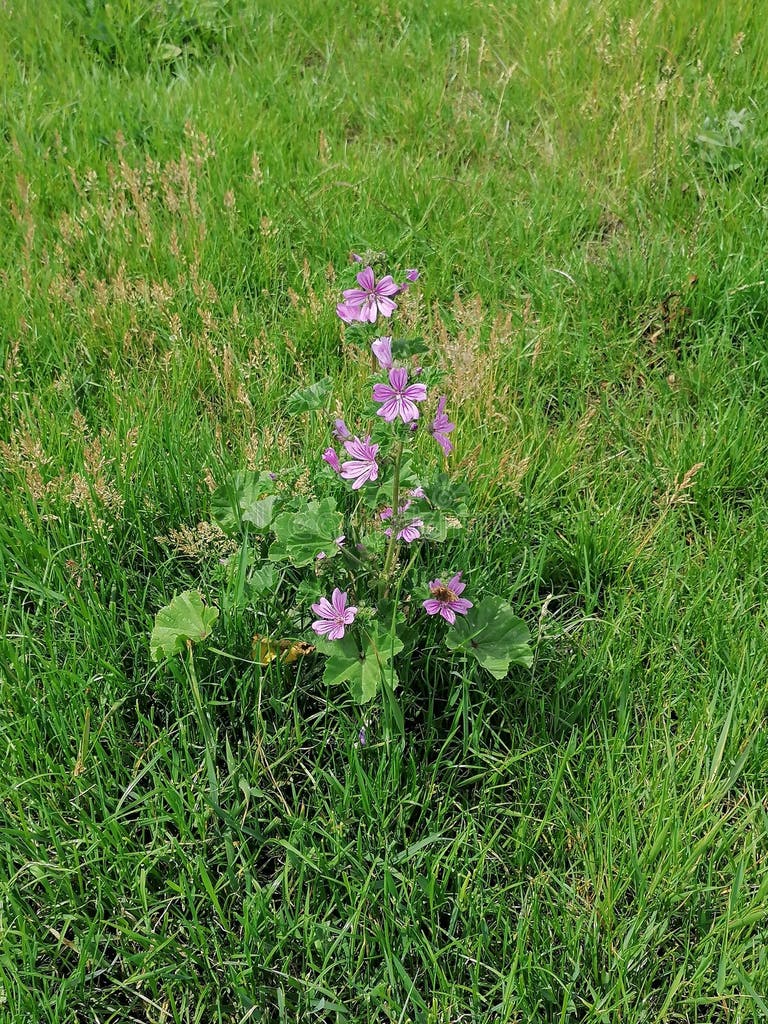 2,071 Malva Sylvestris Image Stock Photos - Free & Royalty-Free Stock ...