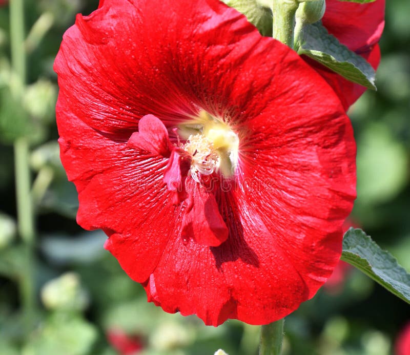 Malva terry red flower stock photo. Image of beauty - 212913138