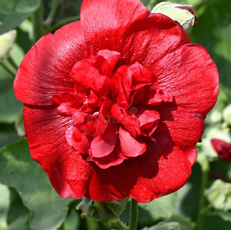 Malva terry red flower stock photo. Image of leaf, hollyhock - 212913102