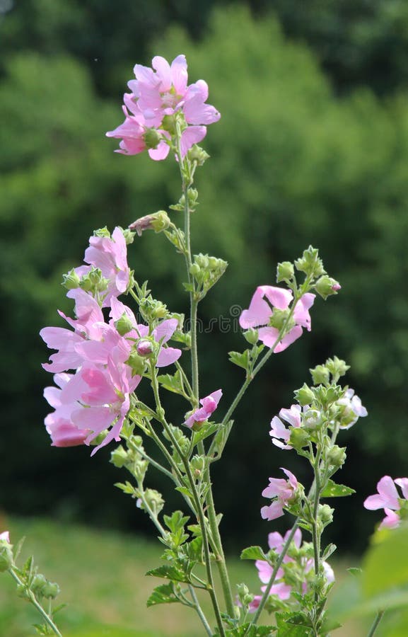 Malva Thuringiaca (Lavatera Thuringiaca) Blooms in Nature Stock Image ...