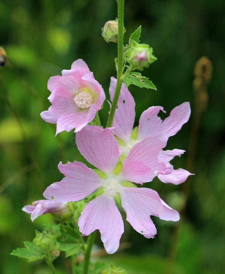 Malva Thuringiaca (Lavatera Thuringiaca) Blooms in Nature Stock Image ...