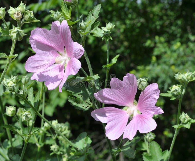 Malva Thuringiaca (Lavatera Thuringiaca) Blooms in the Wild Stock Image ...
