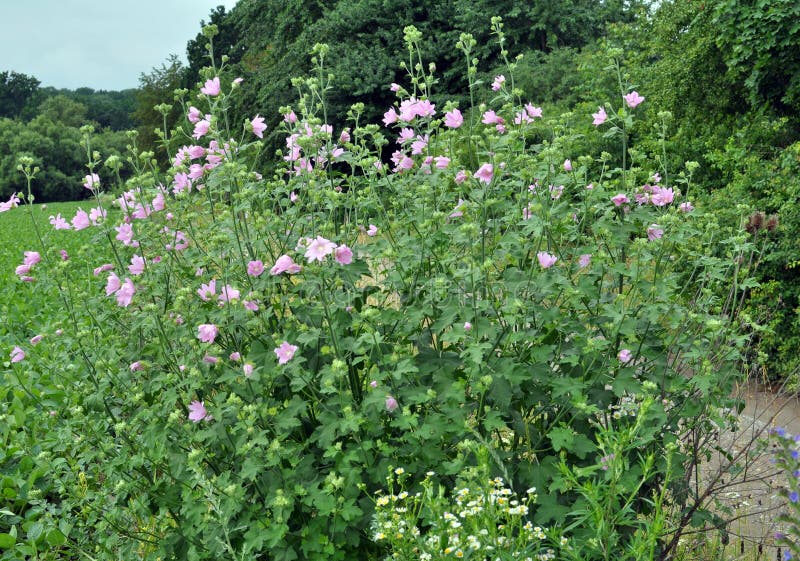 Malva Thuringiaca (Lavatera Thuringiaca) Blooms in the Wild Stock Photo ...