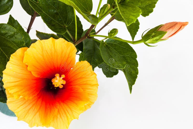 Malvaceae 2 stock image. Image of green, leaves, orange - 41745145