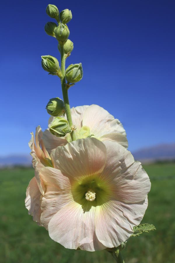 Malvarosa selvatica immagine stock. Immagine di pianta - 33493069