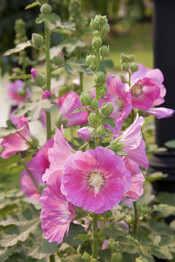 Malva rosa imagen de archivo. Imagen de belleza, hollyhock - 30678771