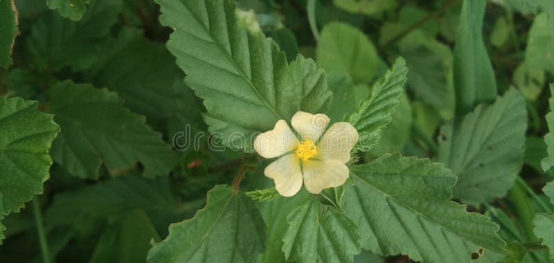 Malvastrum Coromandelianum False Mallow Cute Flower Stock Image - Image ...