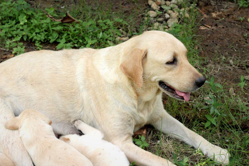 Bebé De 2 Meses Con La Mamá Y El Perro Foto de archivo - Imagen de sano ...