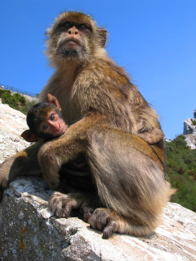 Mama ape stock image. Image of macaques, europe, africa - 28486131