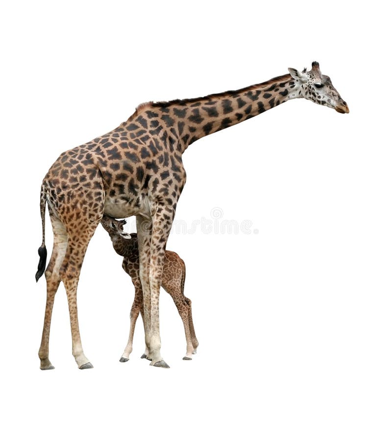 Morbidly Obese Giraffe