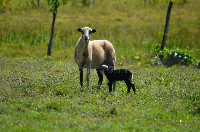 Mama and Baby stock image. Image of rural, sheep, mother - 84658183