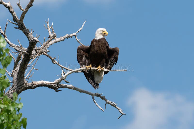 Lone Bald Eagle Stock Photos - Free & Royalty-Free Stock Photos from ... Lone Bald Eagle Stock Photos - Free & Royalty-Free Stock Photos from ...