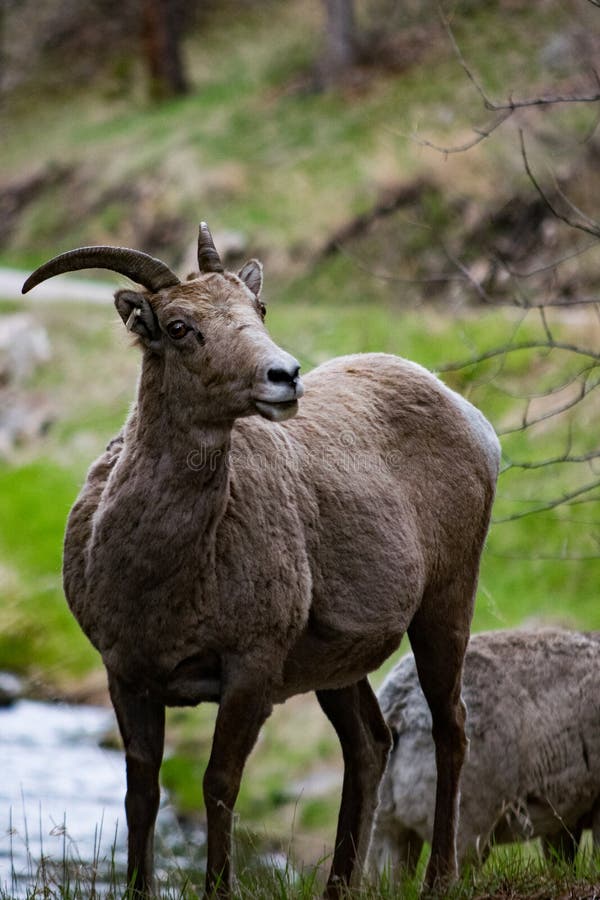 833 Female Big Horn Sheep Stock Photos - Free & Royalty-Free Stock ...
