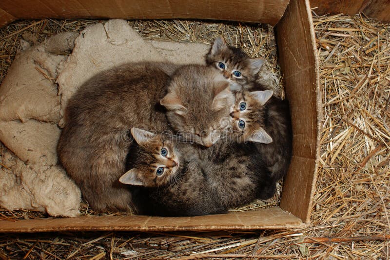 Mama Cat with Her Kittens in the Box Stock Image - Image of domestic ...