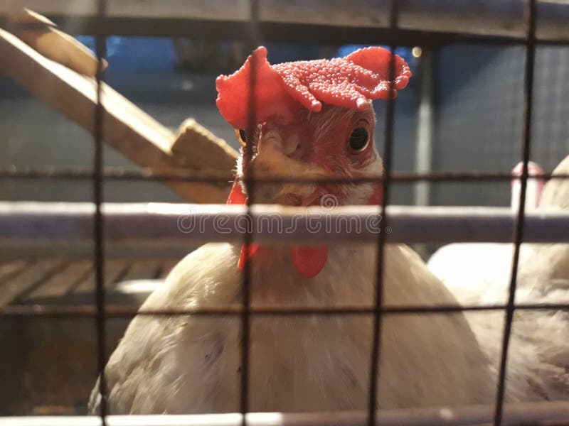 Chicken Alike Smile Stock Photos - Free & Royalty-Free Stock Photos ...