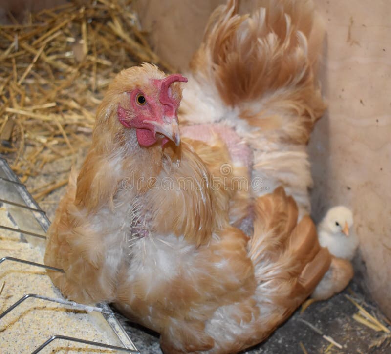 Mama Chicken with Baby Yellow Chick Stock Photo - Image of chicks ...