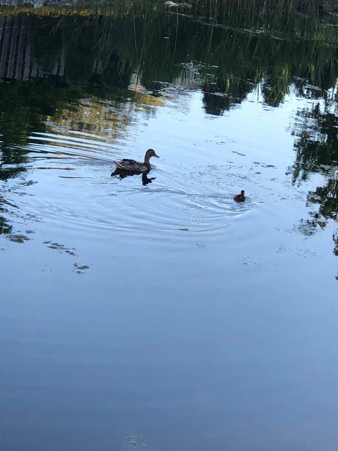 Mama Duck and Baby stock image. Image of mama, baby - 122389129