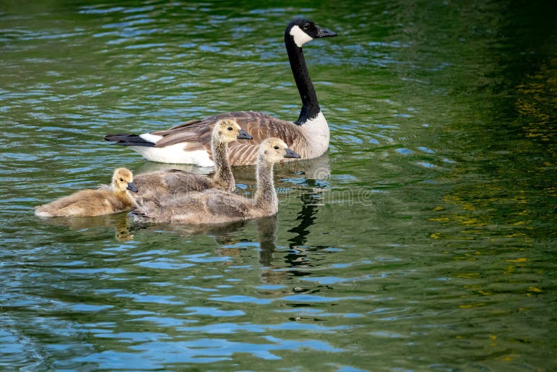 Mama Goose and Her Babies Float on a Pond Stock Image - Image of mammal ...