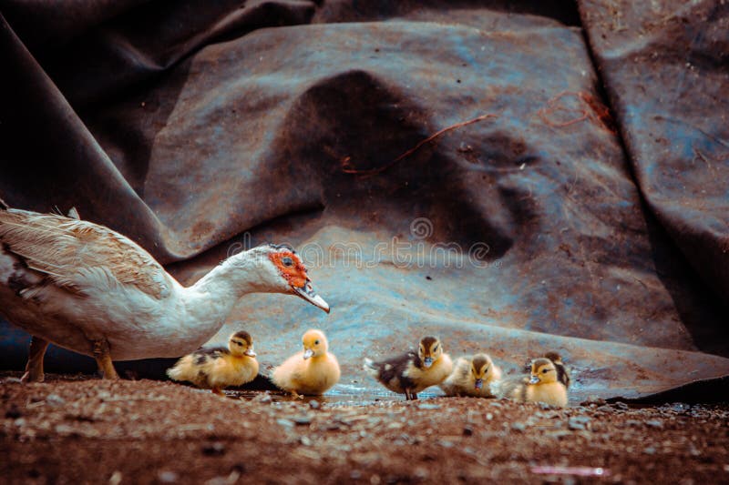 A Mama Goose with Her Little Baby Chicks. Stock Photo - Image of little ...